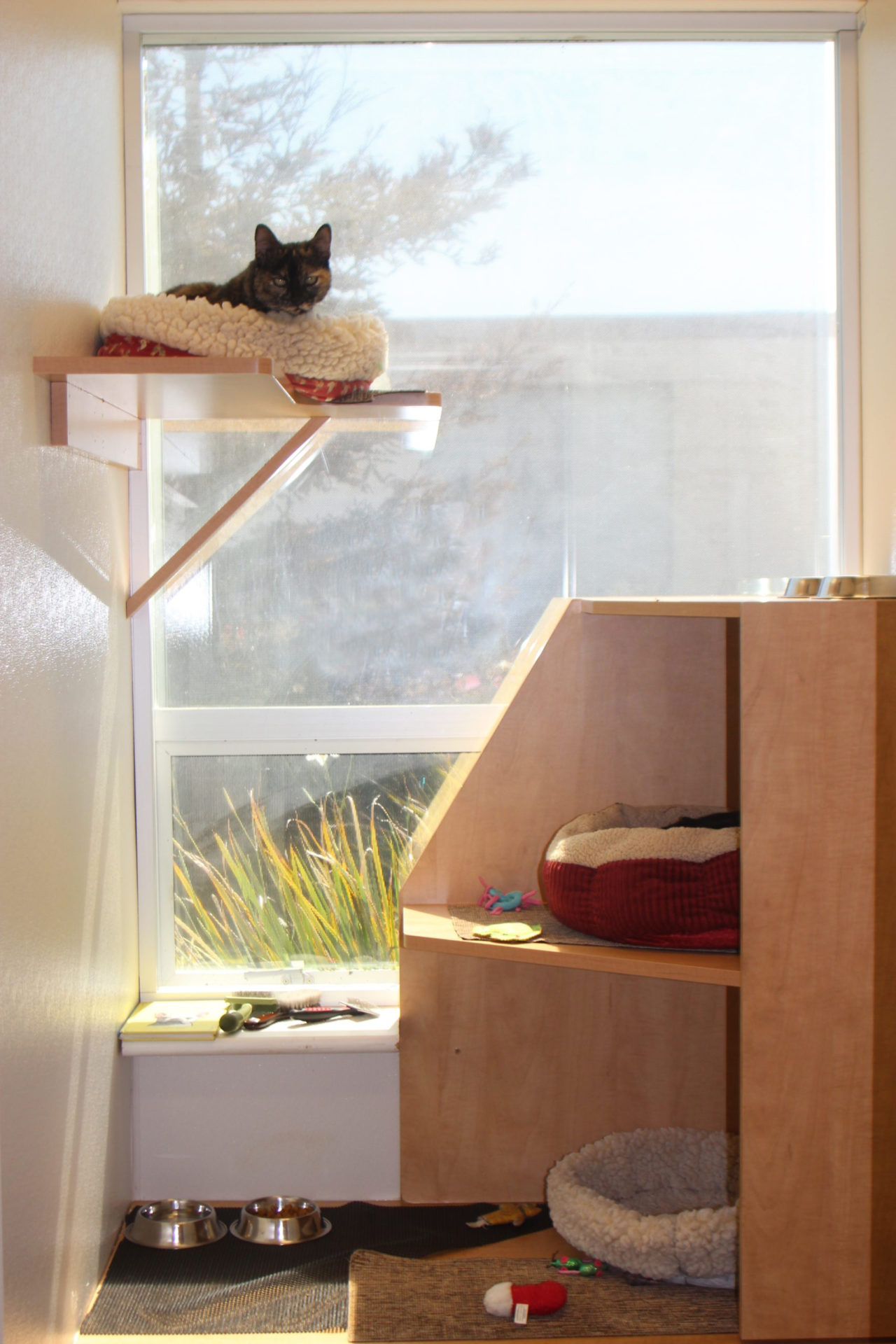 Cat Boarding - The Pawington